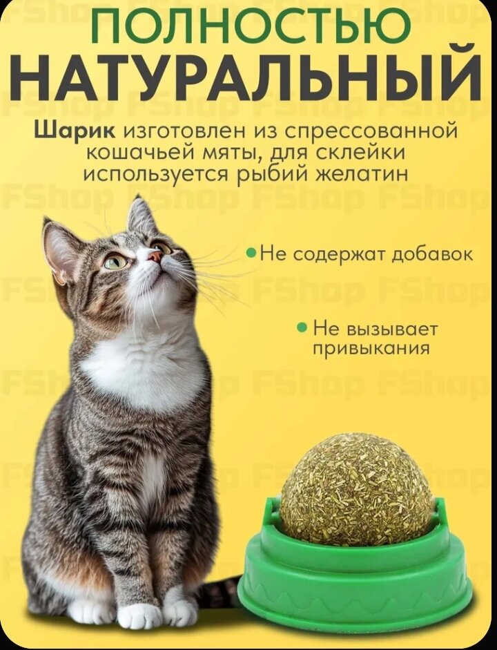 Кошачья мята — фото 1