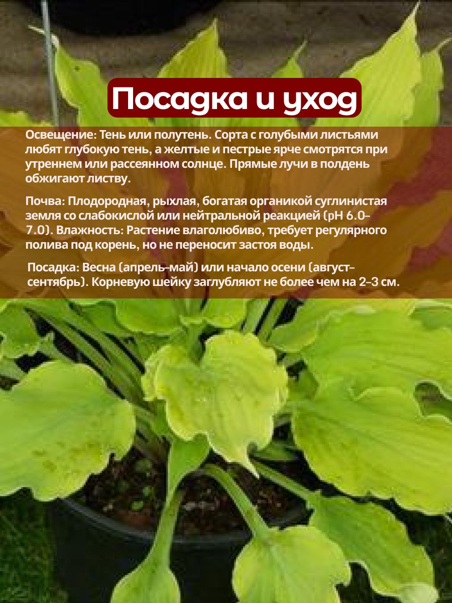Хоста Марракеш, 1 шт — фото 1