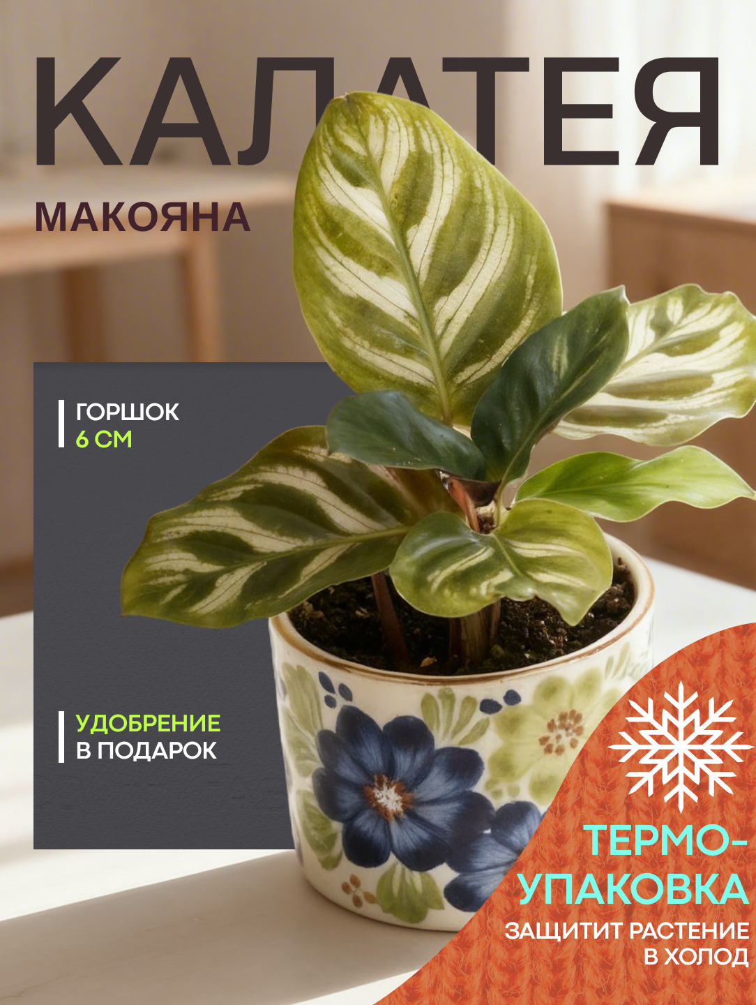 Калатея Макояна Живое комнатное растение