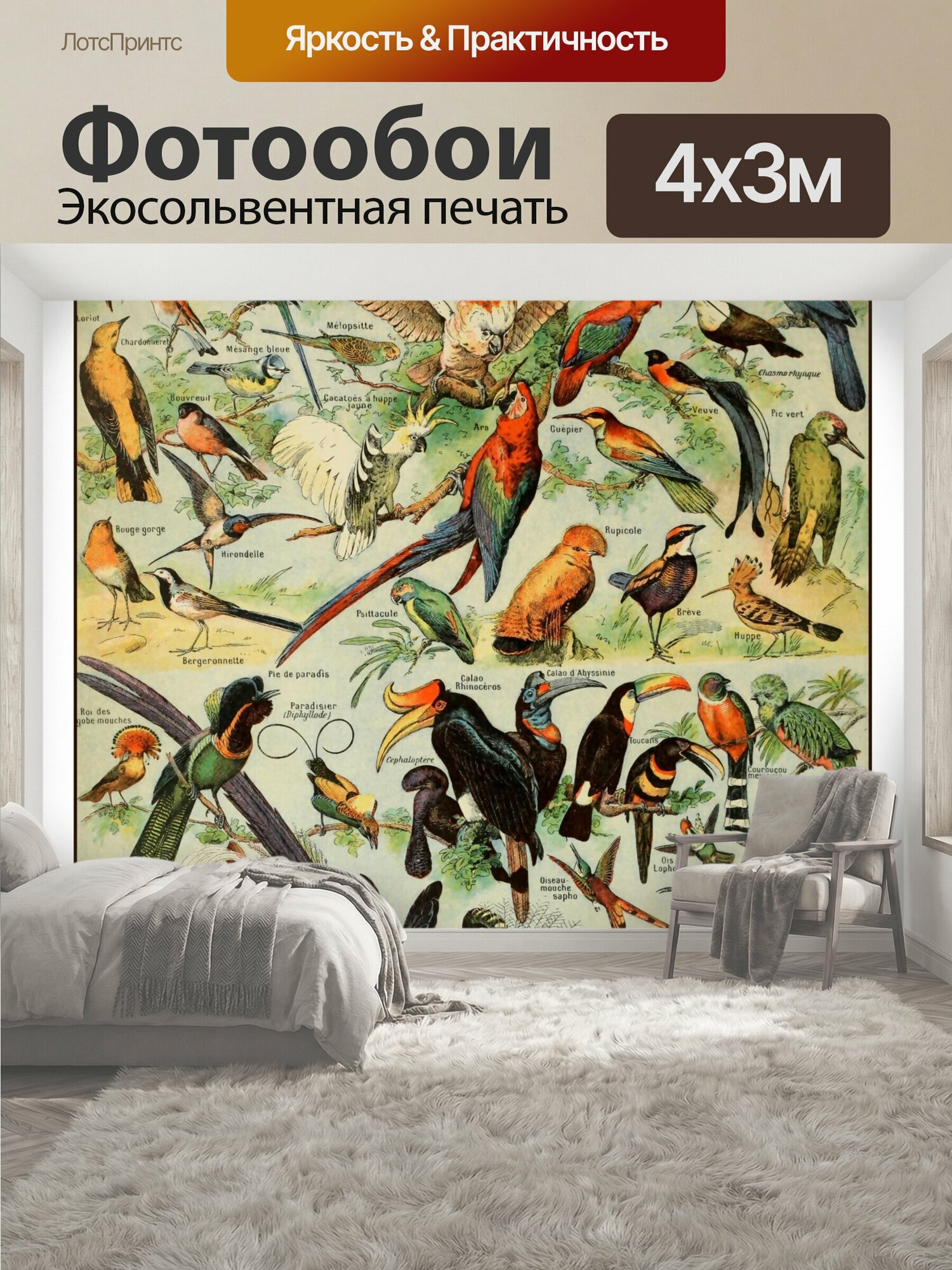 Фотообои "Vintage Birds Art Print Старинный французский художественный принт различных названных пород птиц птица птицы винтаж плакат печать." 400x300 см. экосольвентная печать