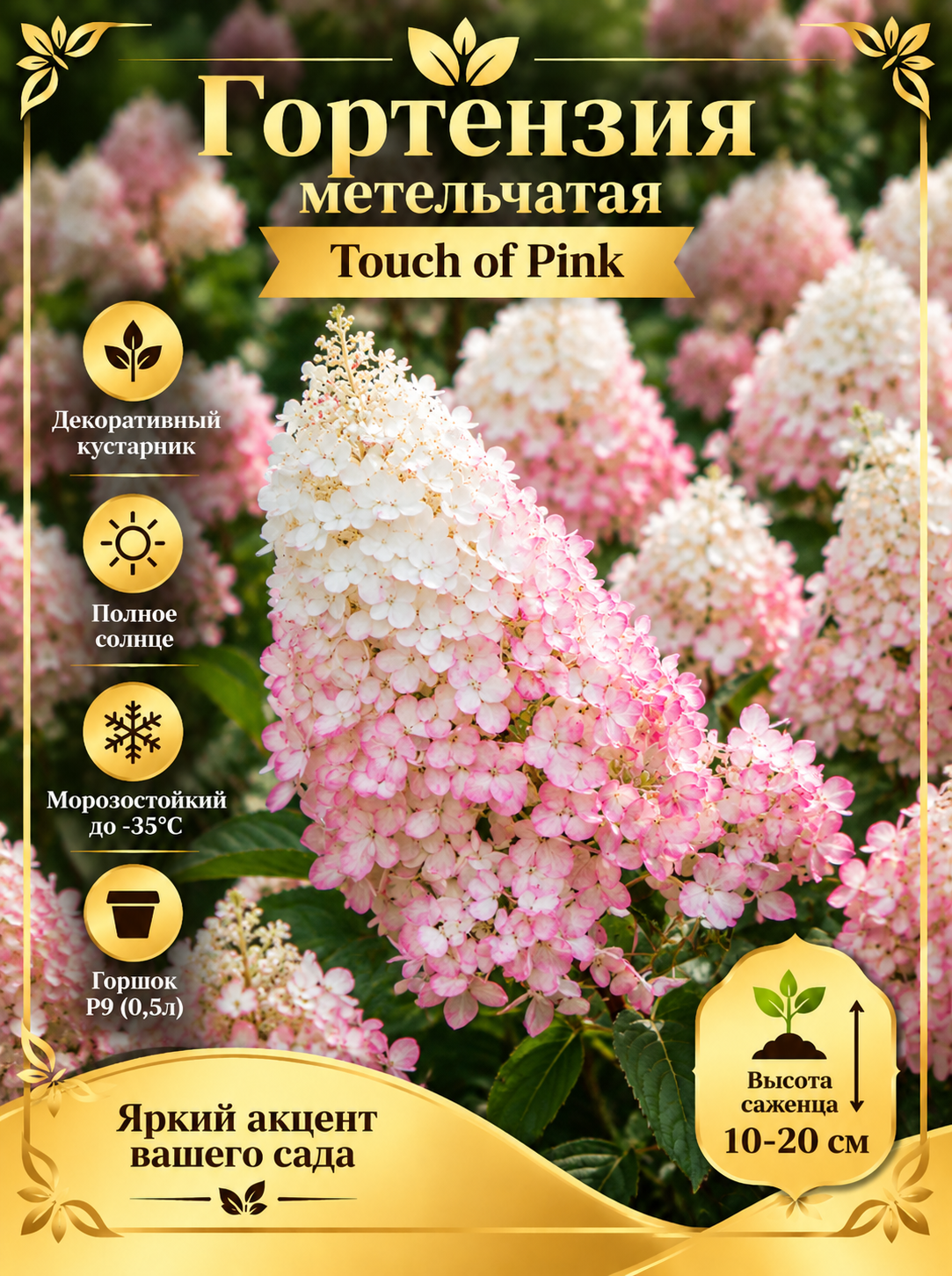 Гортензия метельчатая Touch of Pink (Тач оф Пинк)