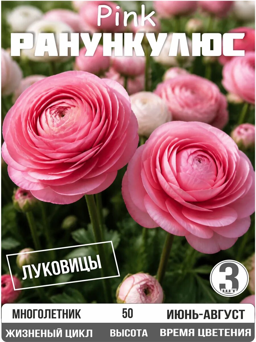 Ранункулюс розовый, луковицы 3 шт, высота 50 см,