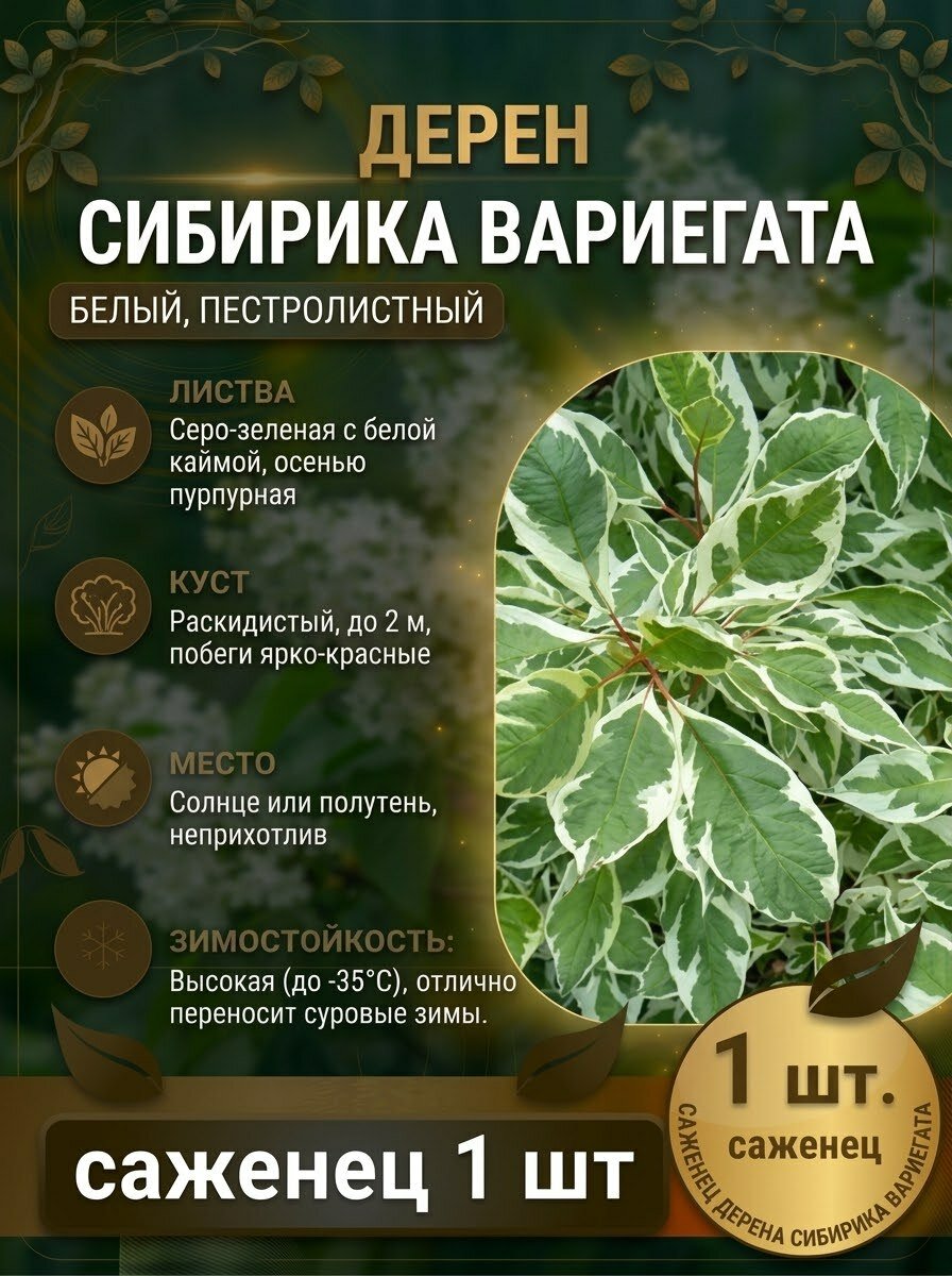 Дерен саженец Сибирика Вариегата 1шт