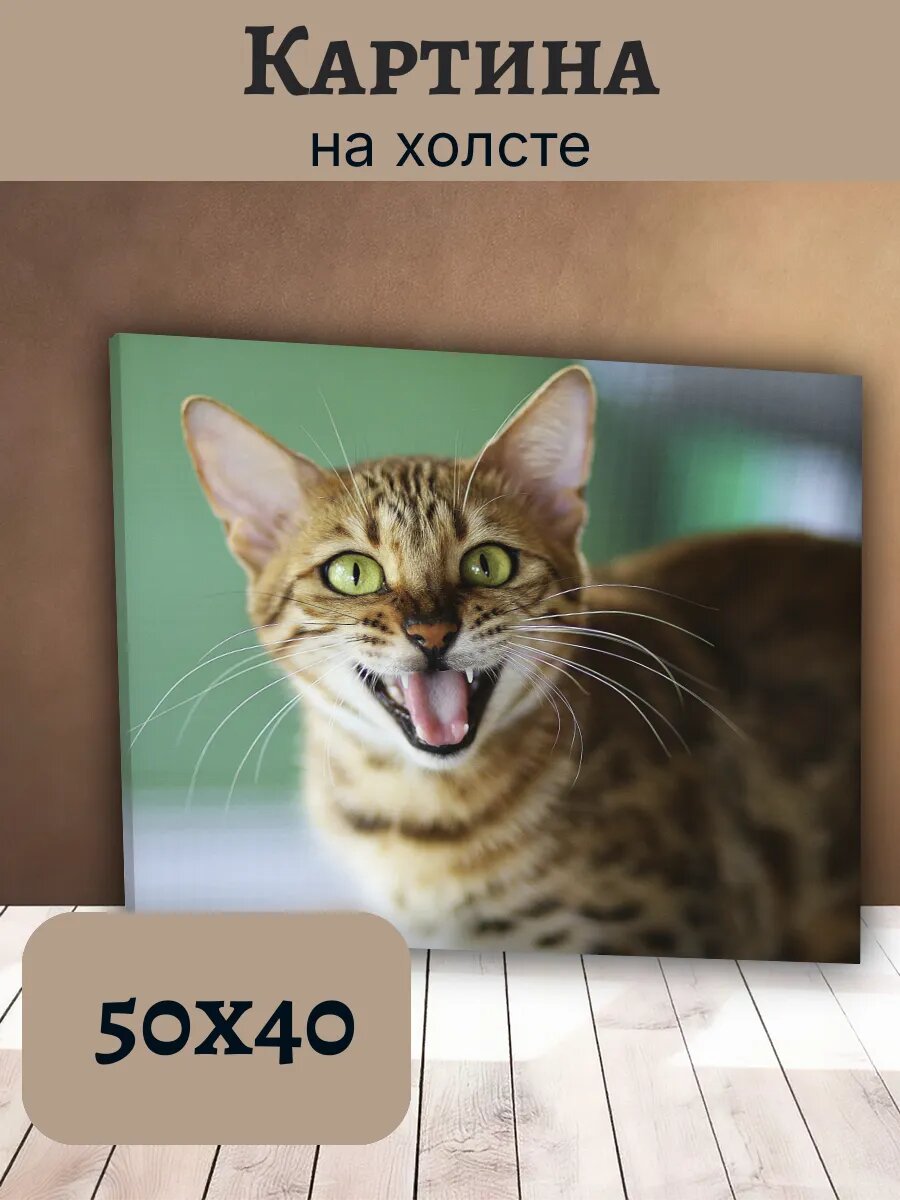 Картина Кот Кошка Cat 40x50 бенгальская порода