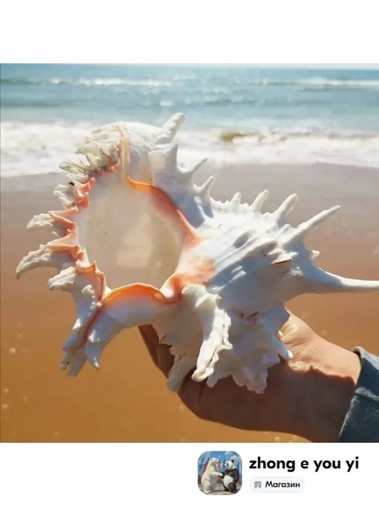 Ракушка морская Мурекс 18-20см.