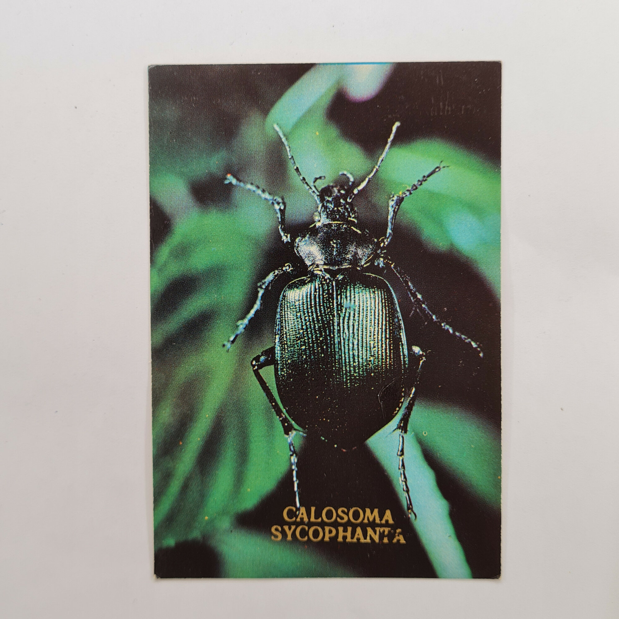 Карманный календарик 1991. Жук Calosoma sycophanta на фоне зелени. Календарь винтажный