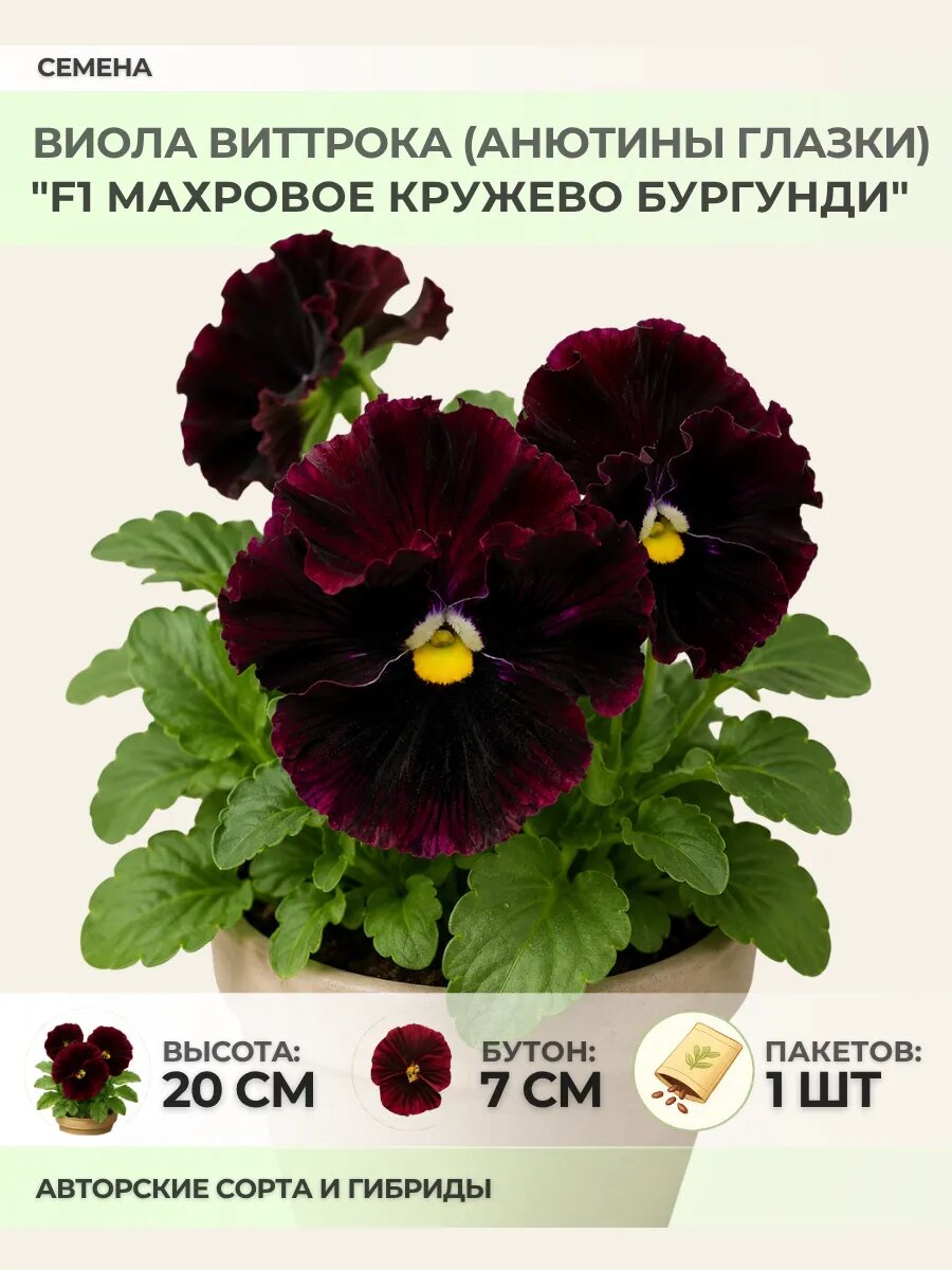Виола "Махровое кружево Бургунди" F1, крупные махровые бордовые цветки, 1 упаковка, 4 шт. дражированных семян.