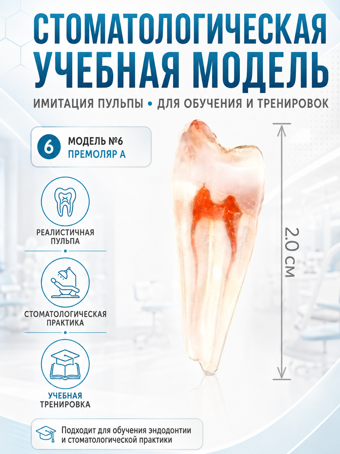 Учебная модель зуба с визуализацией корневых каналов, прозрачный полимер, тренажер для эндодонтической практики,
