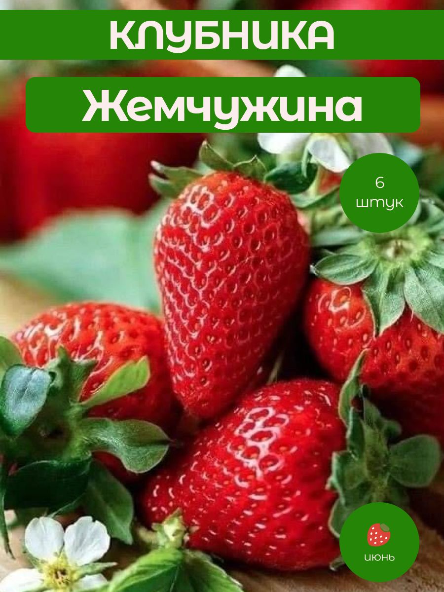 Клубника Жемчужина 6 штук