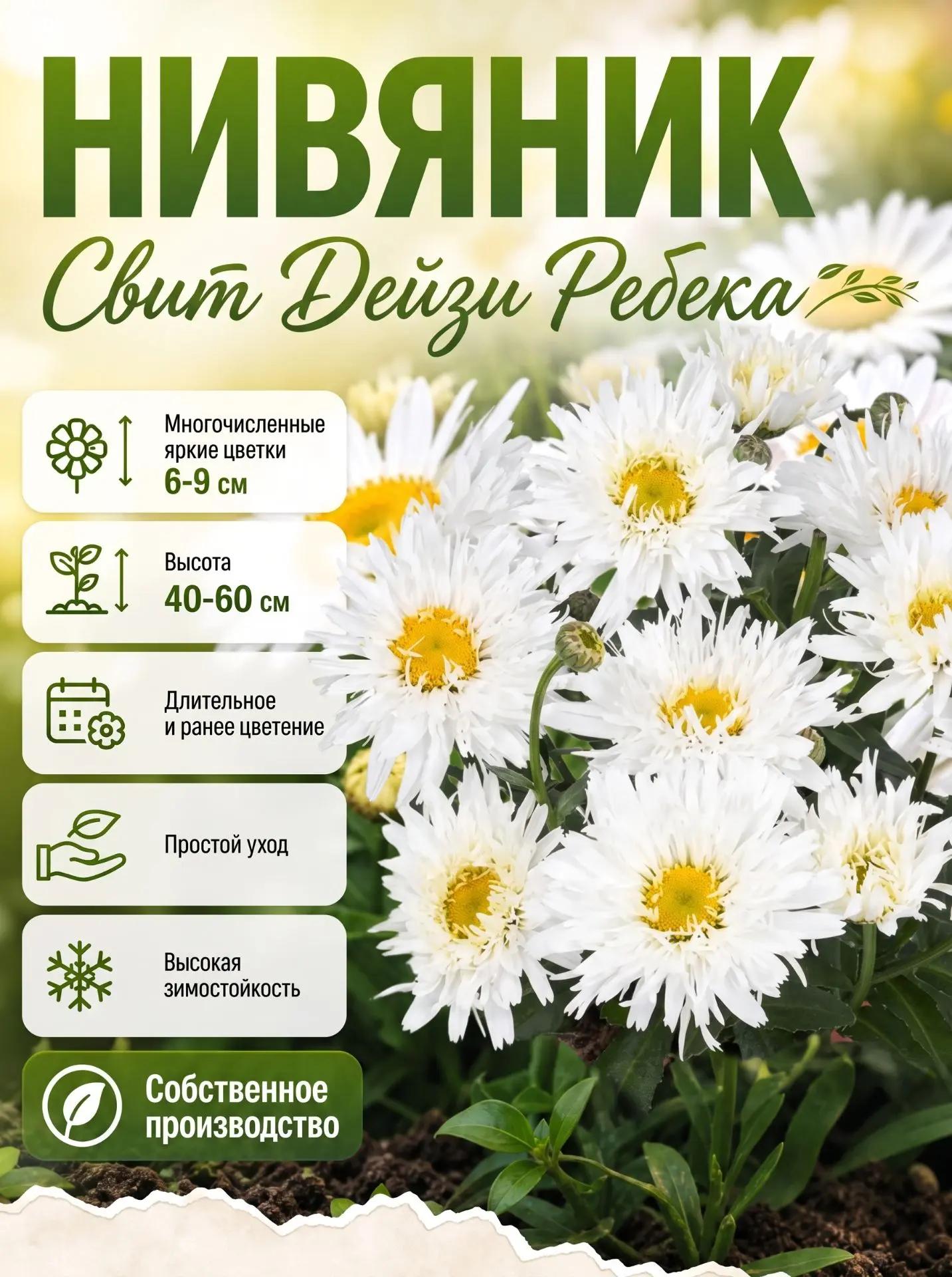 Нивяник «Свит Дейзи Ребека»