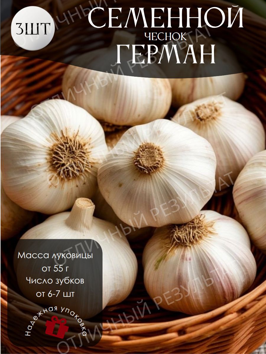 Семенной Чеснок
