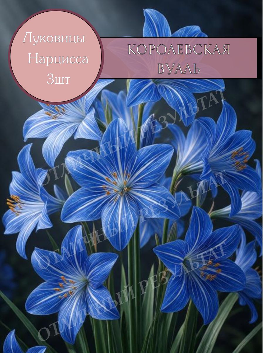 Луковицы Нарцисса