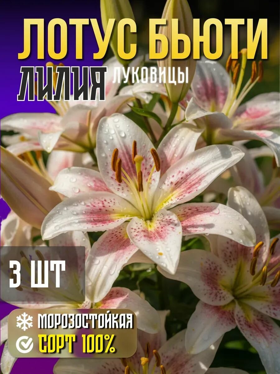 Луковицы лилии многолетние, новые популярные сорта 3 штуки