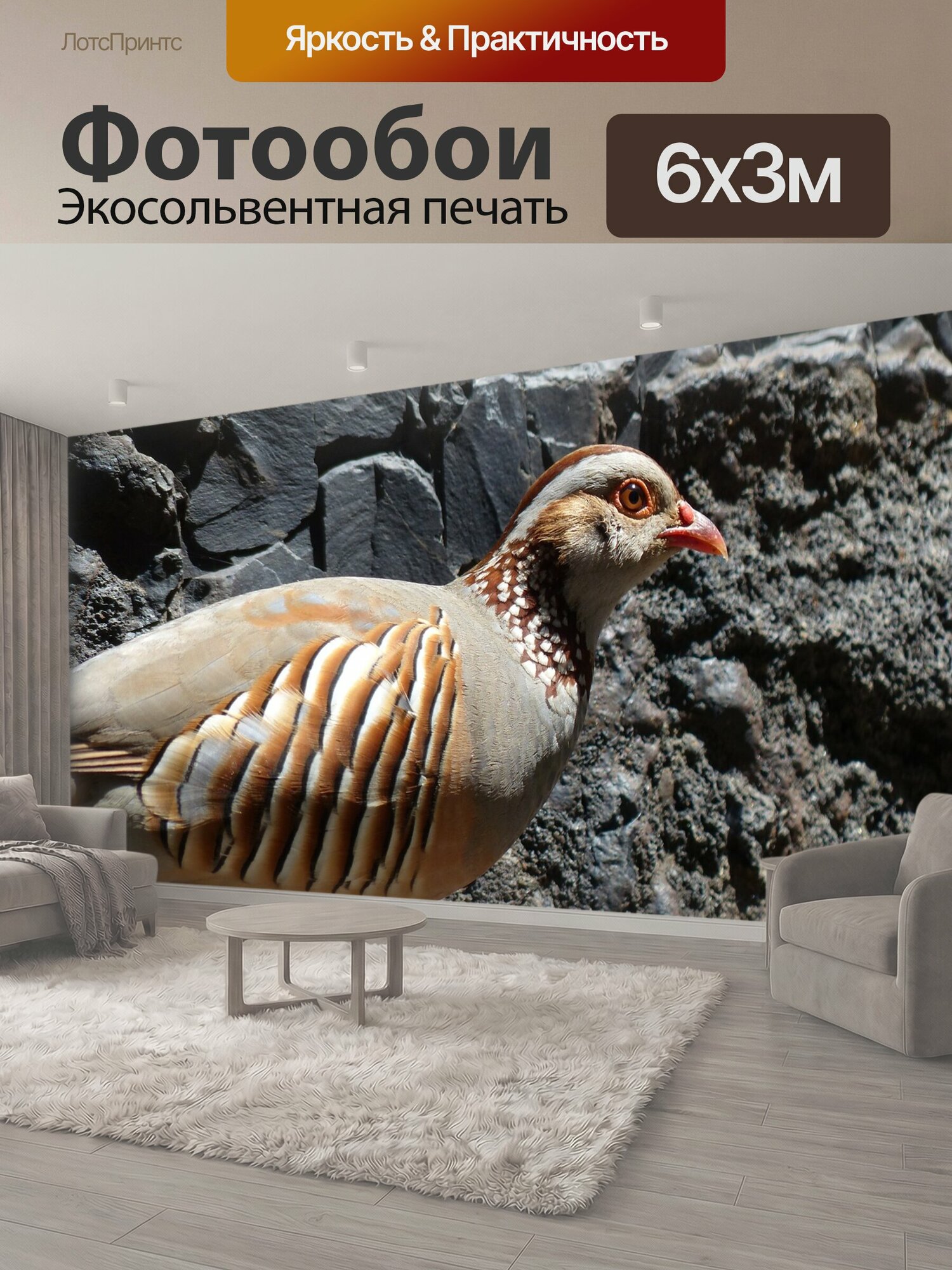 Фотообои "Глухарь, птица, курица" 600x300 см. экосольвентная печать