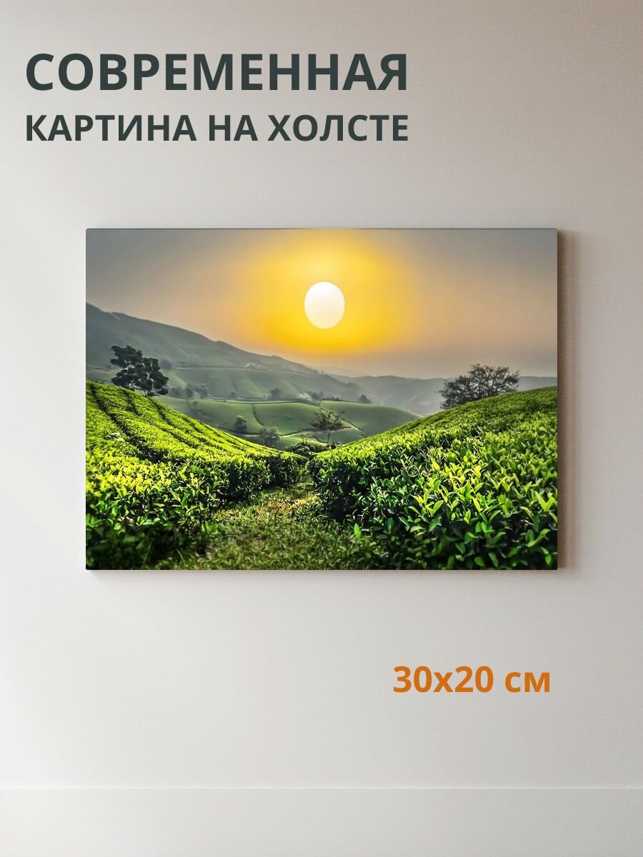 Картина на холсте Чайная плантация 30x20 см