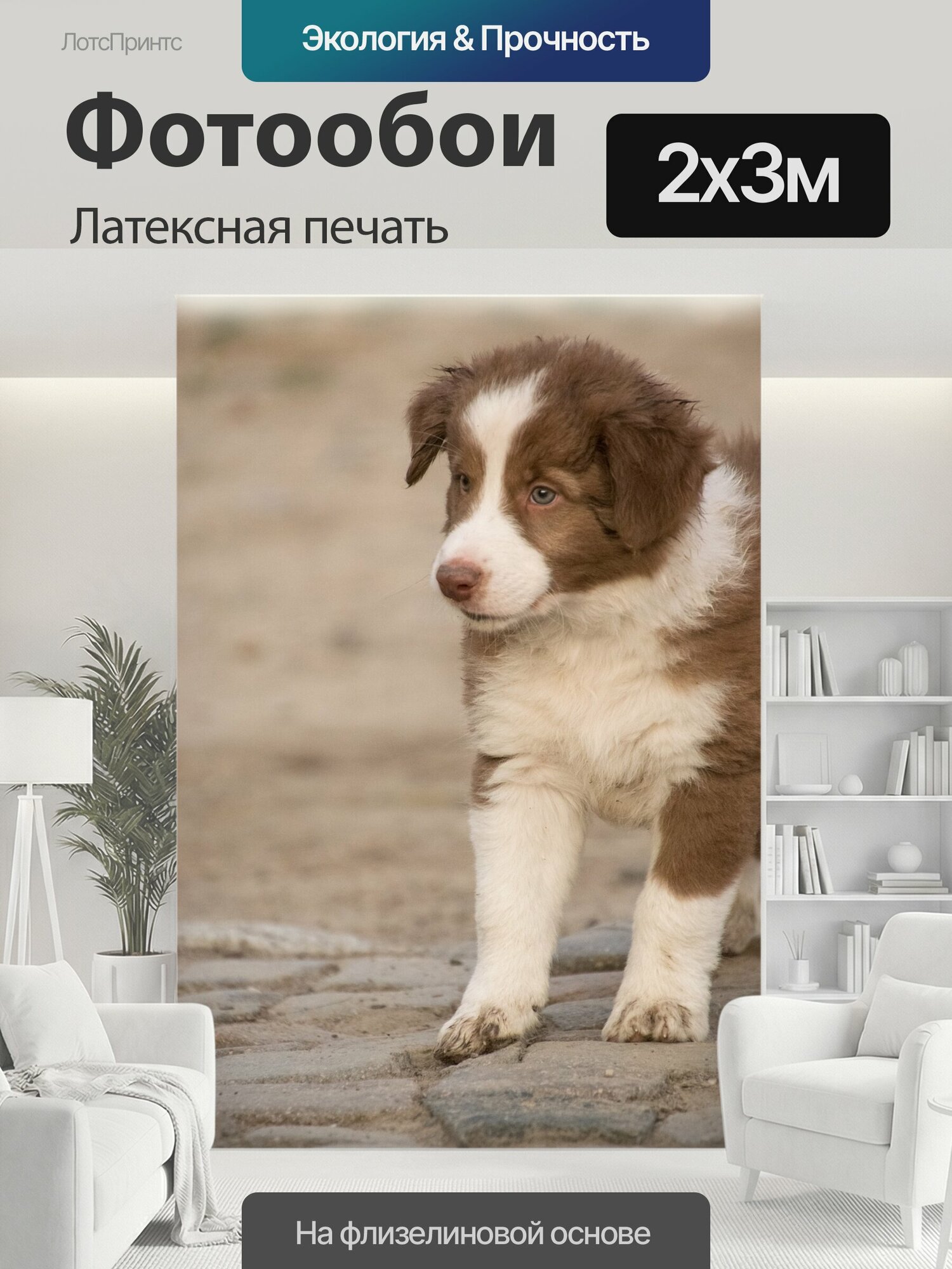 Фотообои моющиеся ударопрочные "Щенок, бордер-колли, пятнистый" 200x300 см. латексная печать