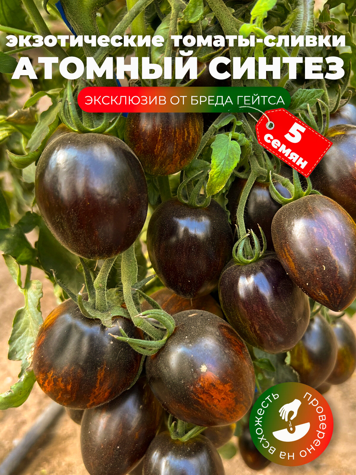 Семена антоцианового томата Атомный синтез для теплиц и открытого грунта.