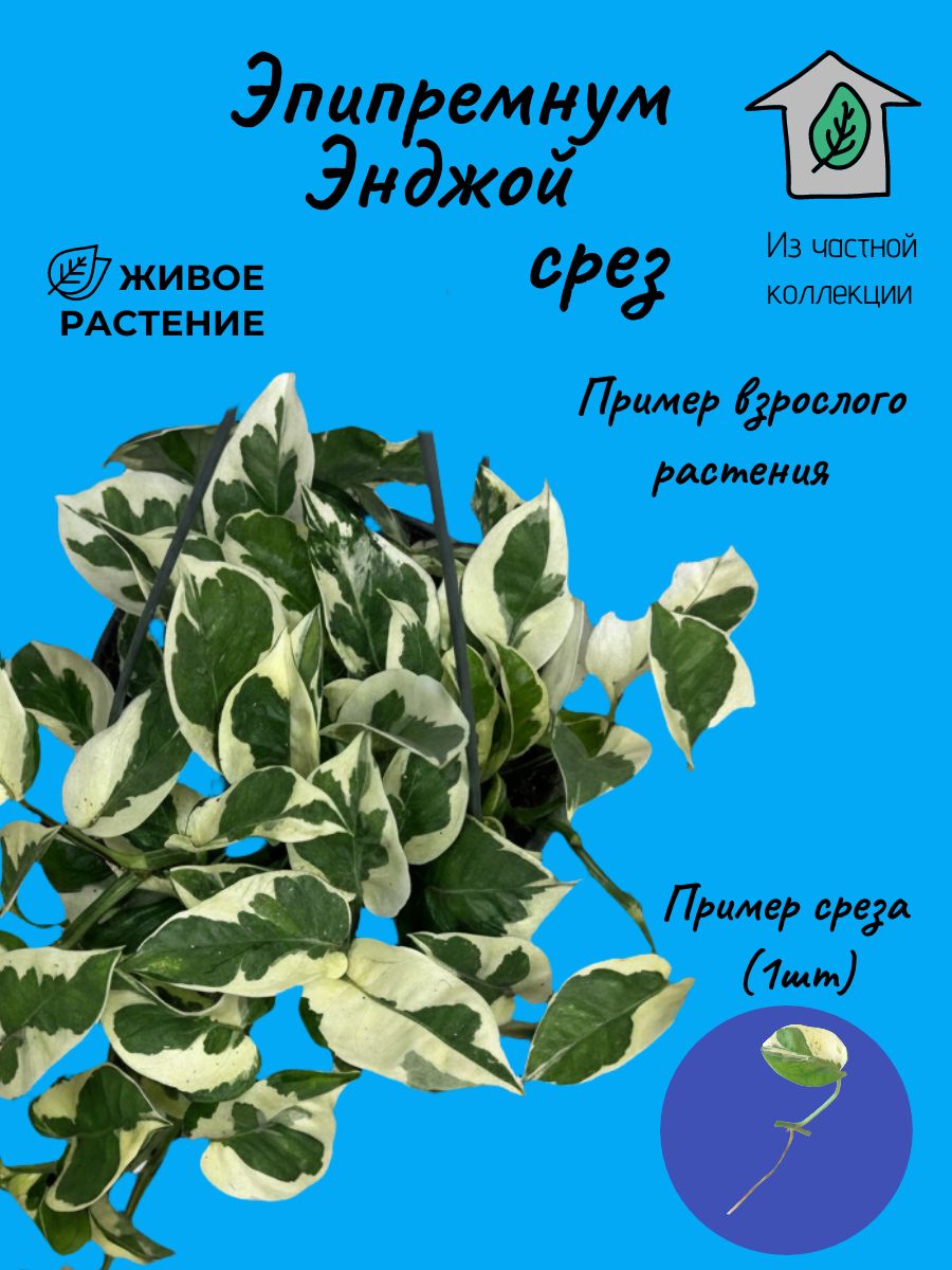 Эпипремнум Энджой / срез