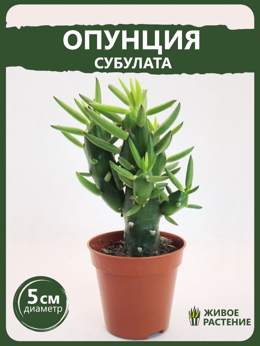 Опунция Субулата (Opuntia subulata ), D-5