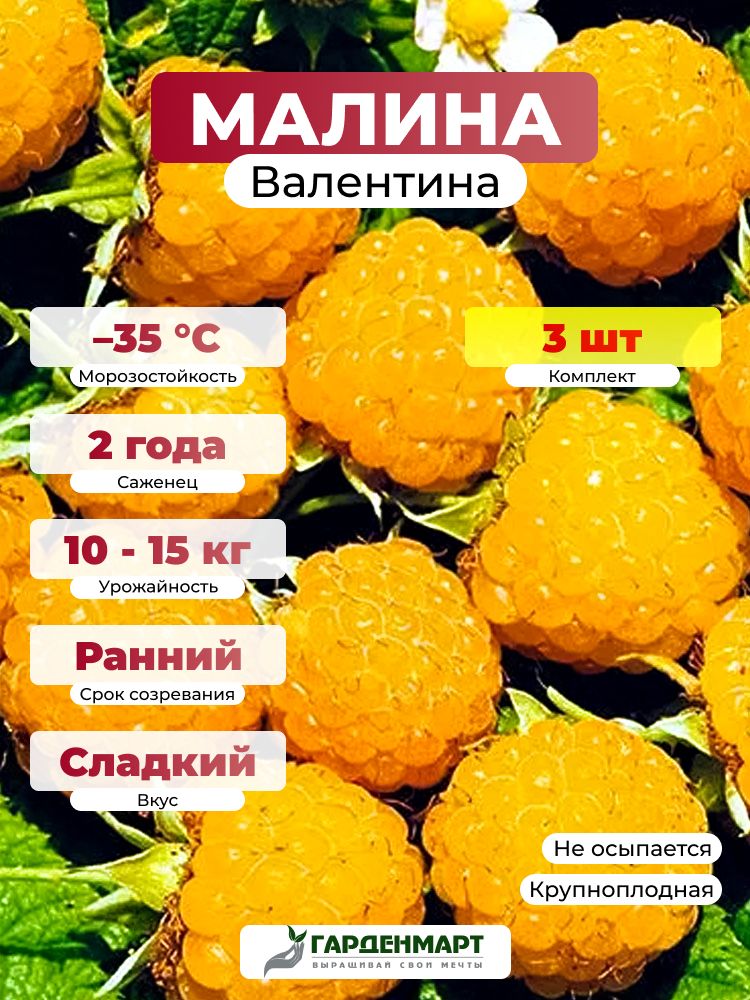 Саженец Малина крупноплодная Валентина, комплект 3 шт.