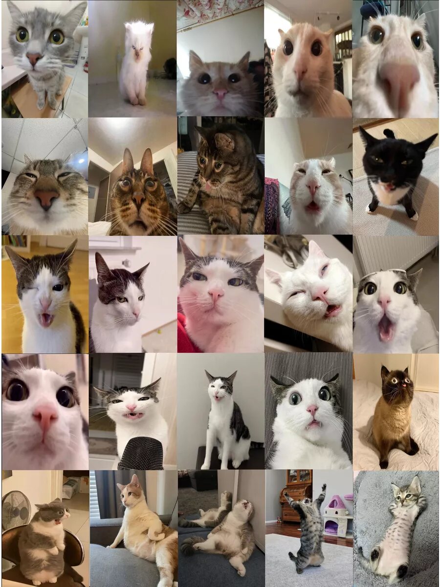 Постеры на стену котики — фото 1