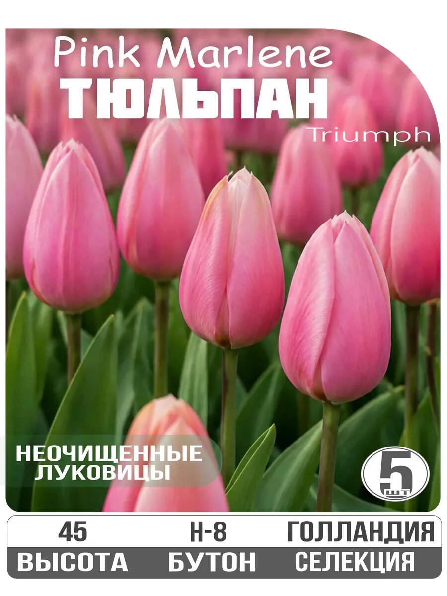 Тюльпаны луковицы многолетние Пинк Марлен, 5шт неочищенные розовая