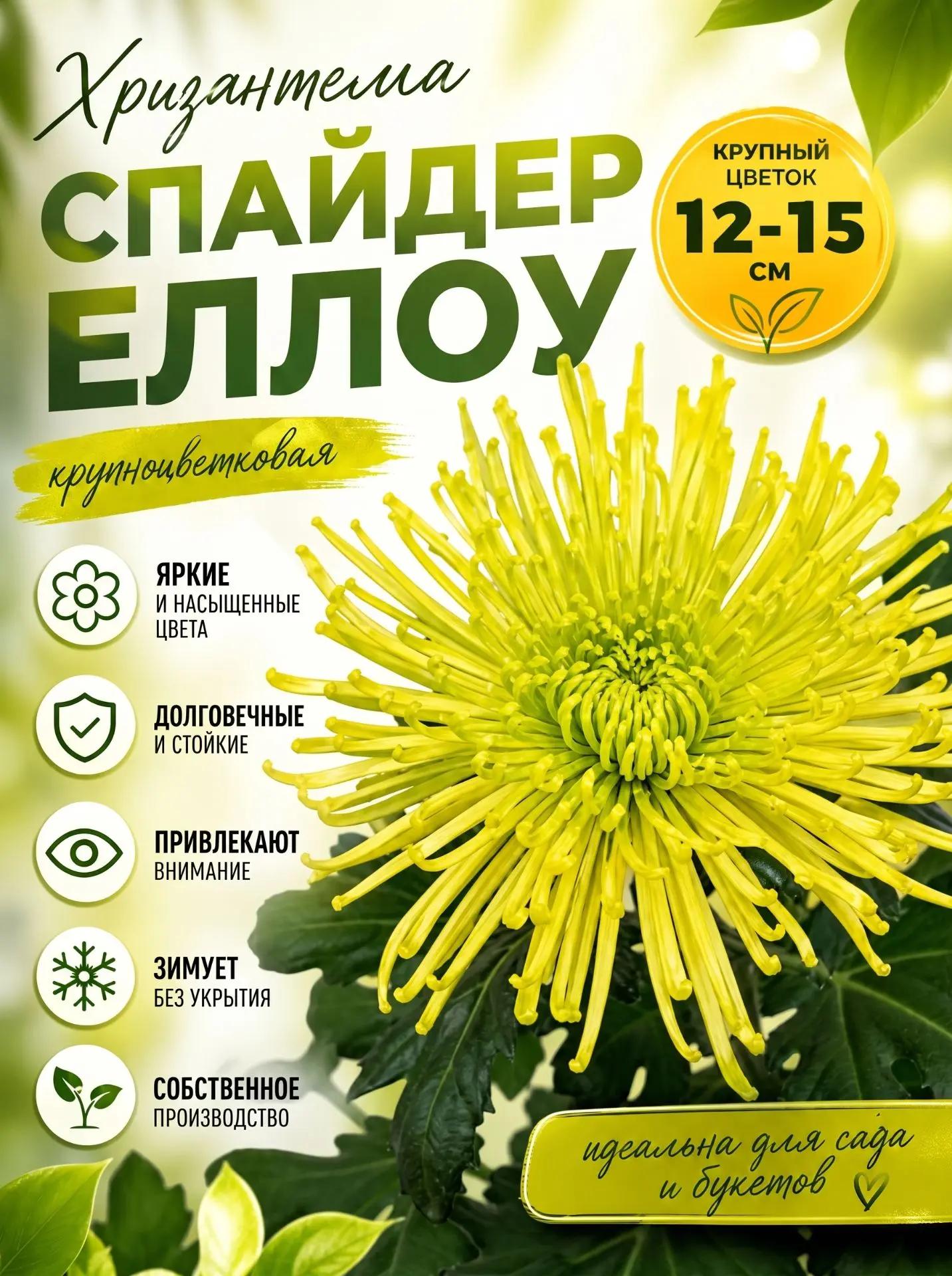 Хризантема «Спайдер Еллоу»