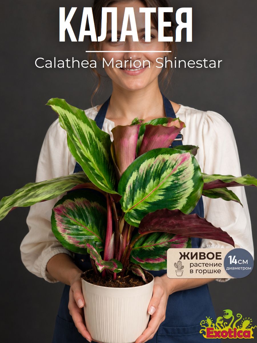 Калатея Марион Шайнстар (Calathea Marion Shinestar) D14см, комнатное растение