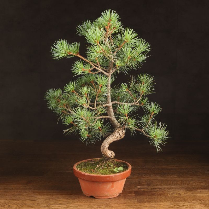 Комнатное растение LuxuryPlants хвойный Бонсай Сосна 45/15 в керамической плошке