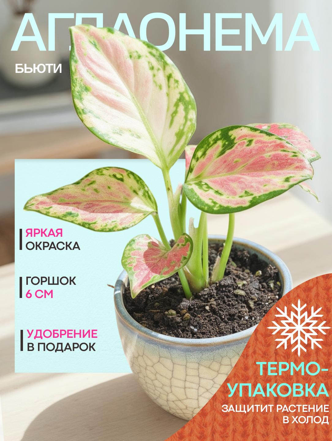 Аглаонема Бьюти комнатный цветок в горшке живой