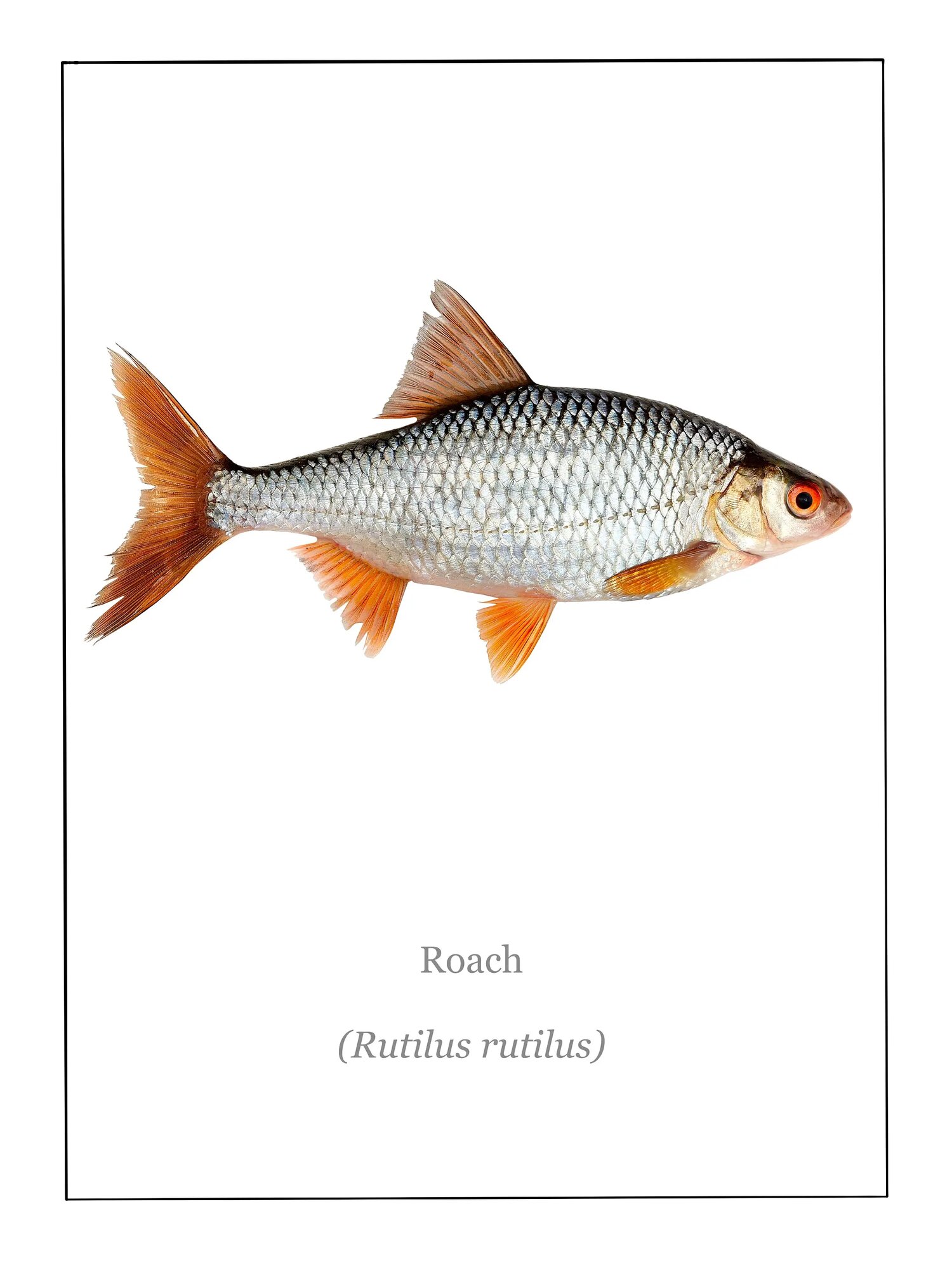 Плакат с изображением рыбы Redeye Bass на холсте SKU-11, 20x30cm No Framed