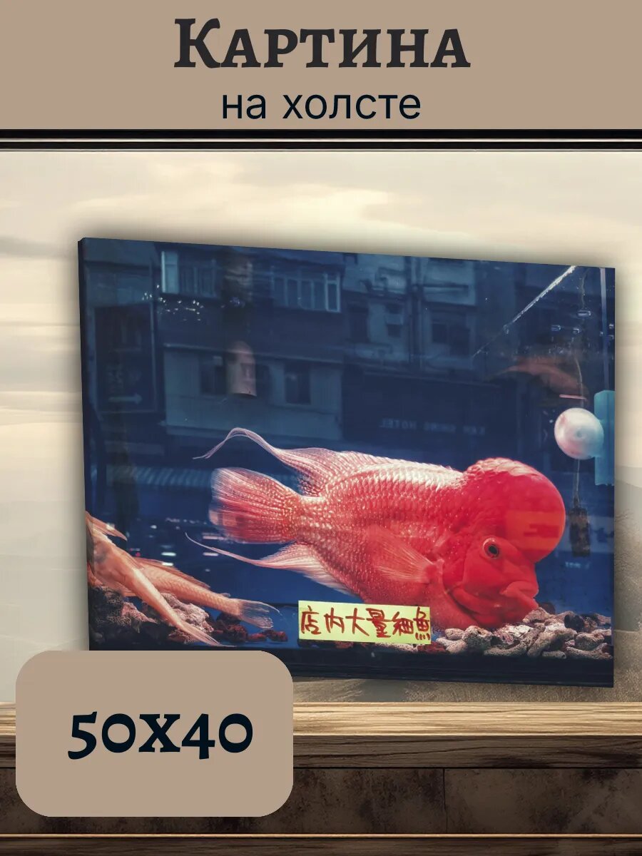 Картина Постер Китай China 40x50 аквариум с красной рыбой