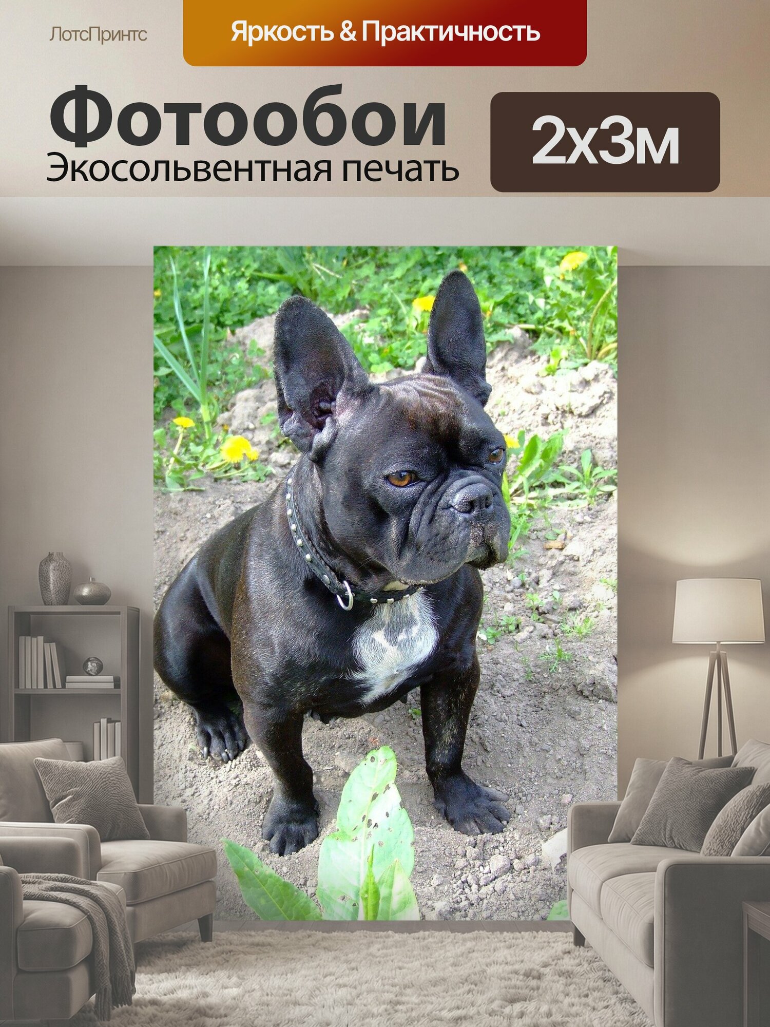 Фотообои "Французский бульдог, собака, собачка" 200x300 см. экосольвентная печать