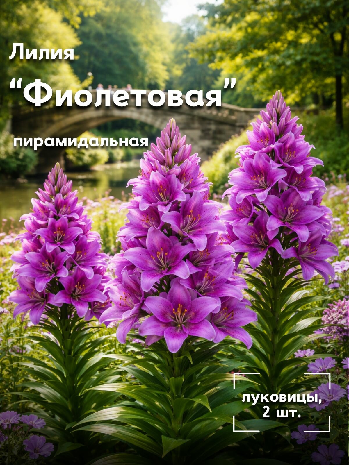 Лилия пирамидальная Фиолетовая, луковицы, 2 шт. сад цветы посадка