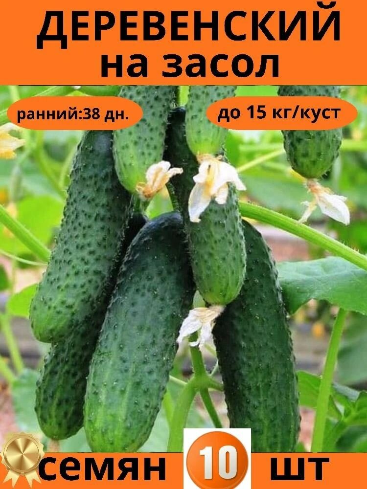 Семена огурца. Пучковые Деревенский на засол ! Семена 10шт.- Коллекция ирзнн огурец пучковый засолочный семена для засолки пучковые огурцы 10шт