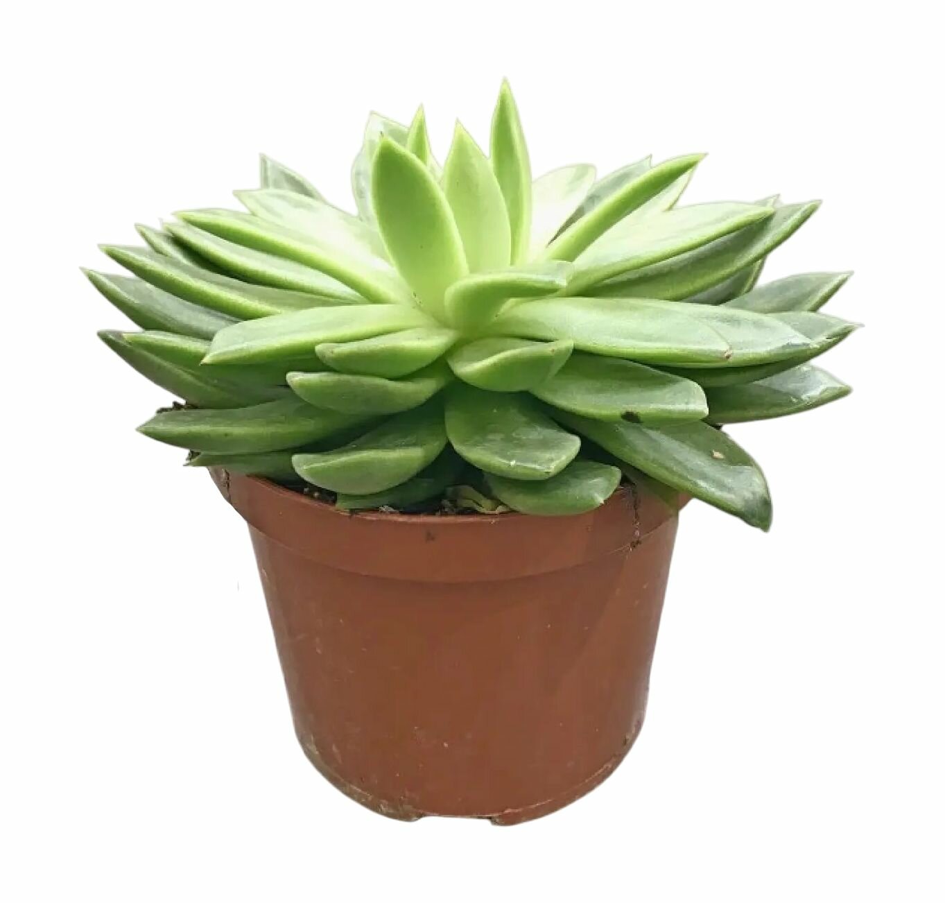 Эхеверия Микс d8,5 см, h10 см