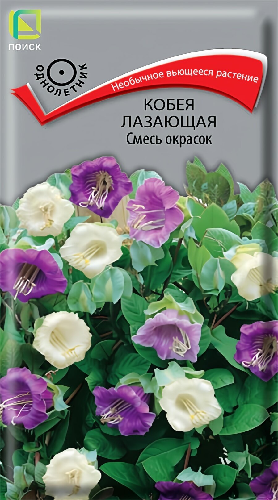 Семена кобеи лазающой Смесь окрасок, 5 шт, поиск, однолетник, высота до 300 см, посев на рассаду в феврале–марте