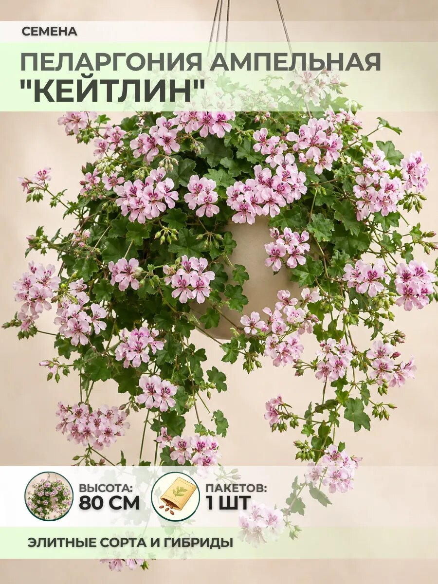 Пеларгония ампельная "Кейтлин", сиренево-белые с фиолетовыми пятнами цветки, ампельный сорт, 1 упаковка, 3 шт. семян.