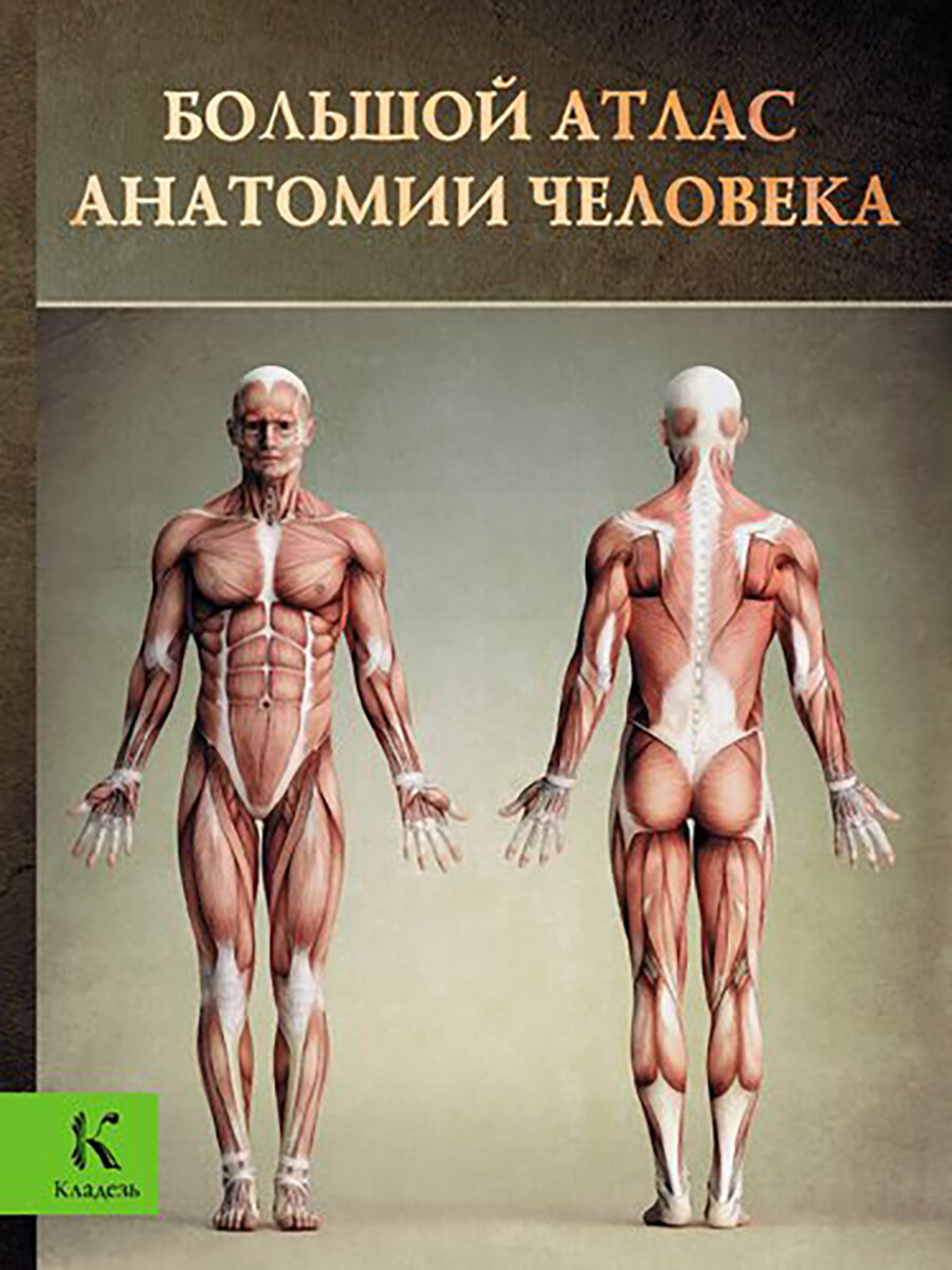 Большой атлас анатомии человека，Винсент Перез，печатная книга переиздания