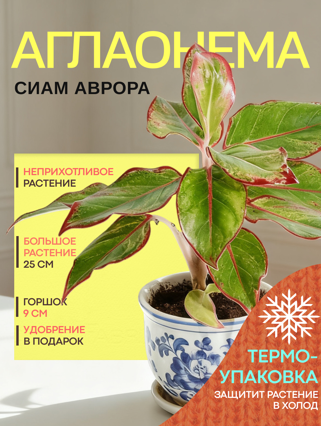 Аглаонема Сиам Аврора живое комнатное растение