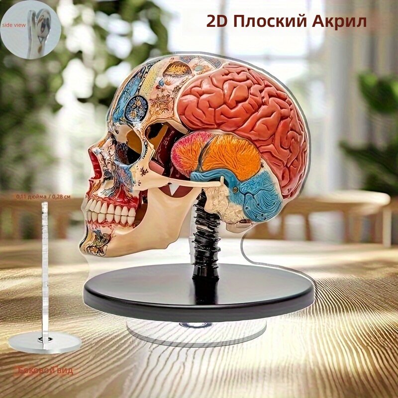 Плоская 2D-модель черепа и мозга с вращением на 360°, цветные иллюстрации нейробиологии, без питания, для медицинских кабинетов и учебных аудиторий, 1 шт.