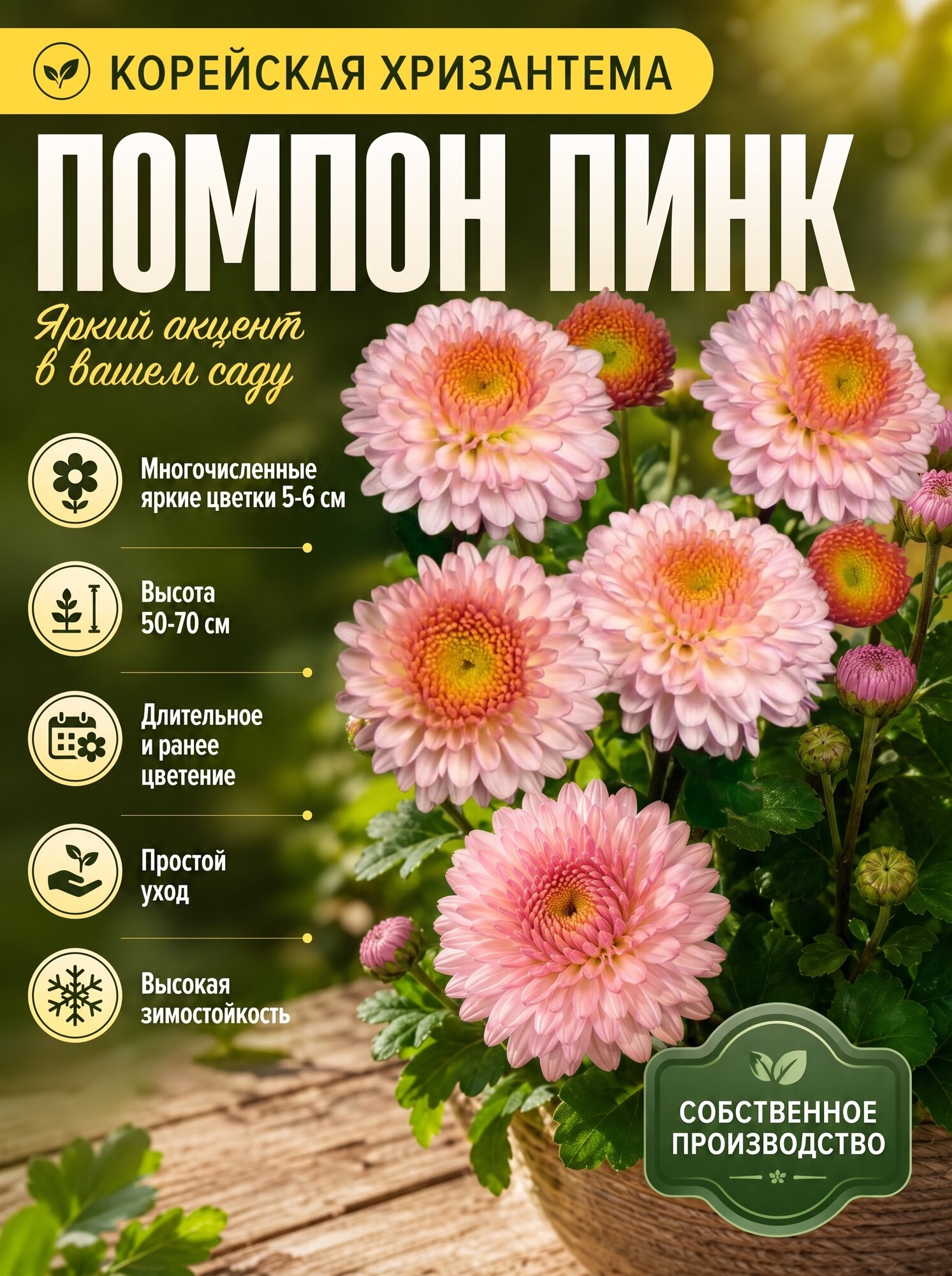 Корейская хризантема Помпон пинк (растение ЗКС) 1 шт.