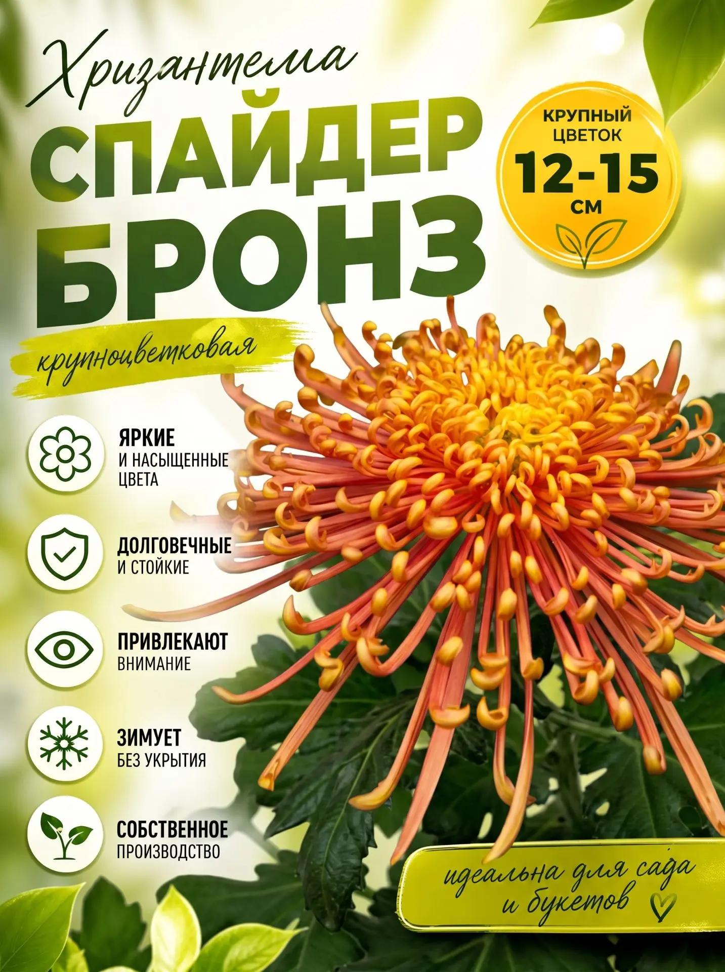 Хризантема «Спайдер Бронз»