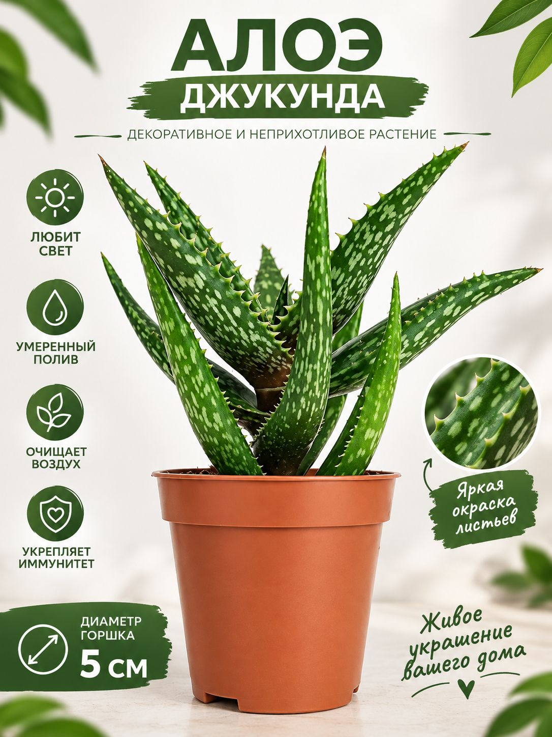 Алоэ Джукунда (Aloe Jucunda), живое растение, D-5 живое растение
