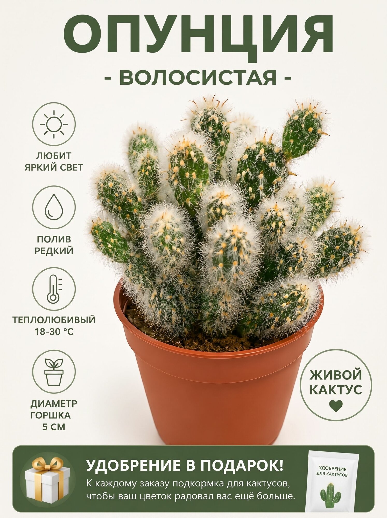 Опунция волосистая, кактус живой, D-5 и открытка