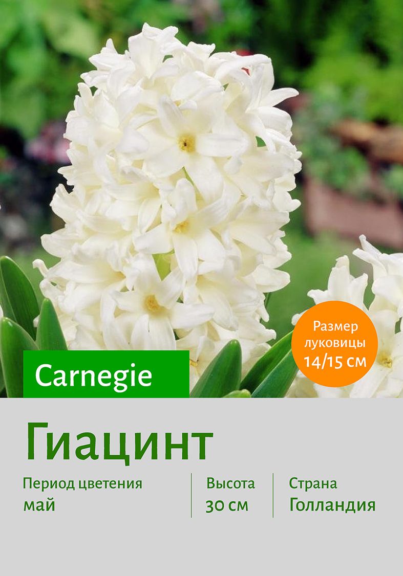 Гиацинт Карнеги (Carnegie). Луковицы, 1 шт. Сотка.