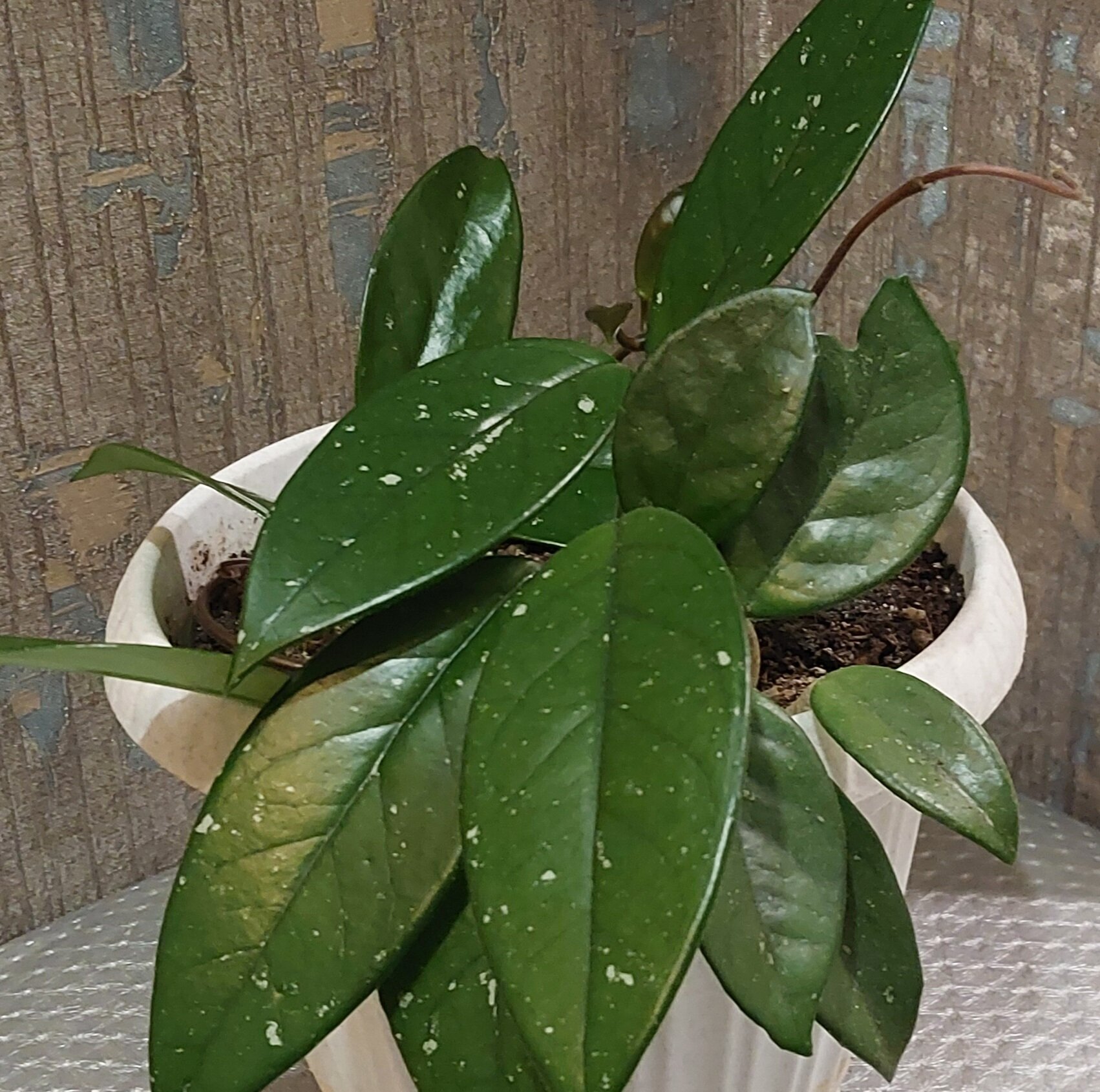 Хойя Карноза (Hoya carnosa) — великолепное ампельное комнатное растение