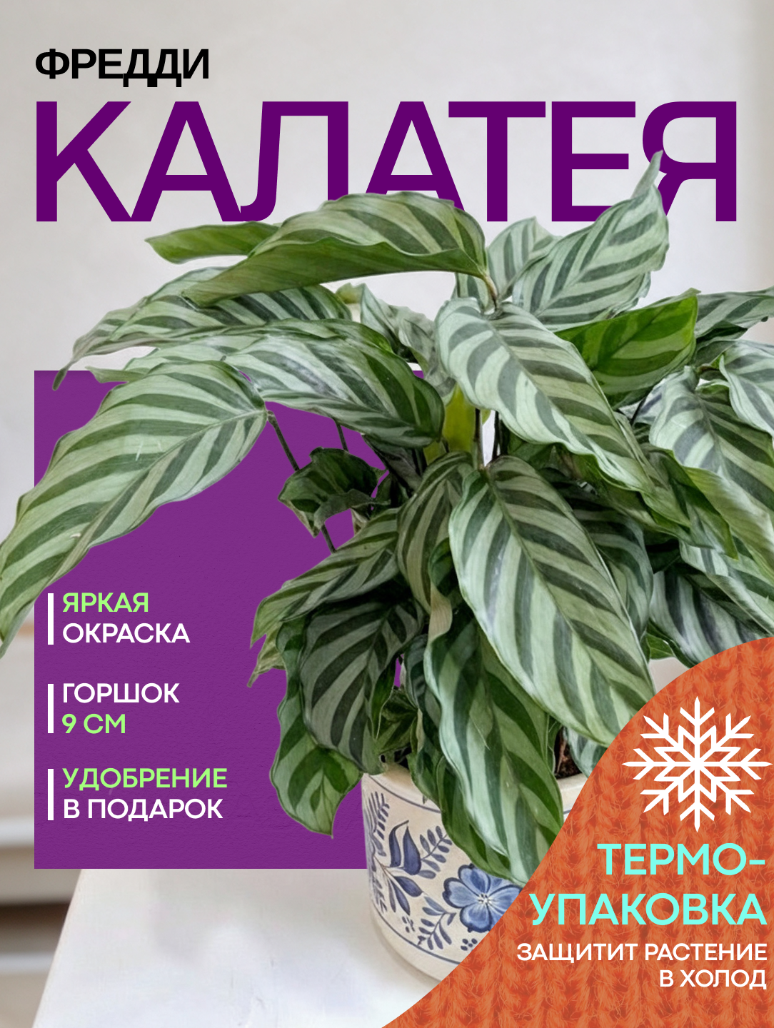 Калатея Фредди комнатный цветок в горшке живой