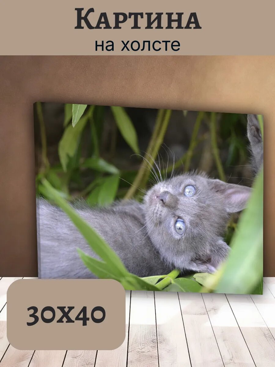 Картина Кот Кошка Cat 30x40 серый котенок в траве