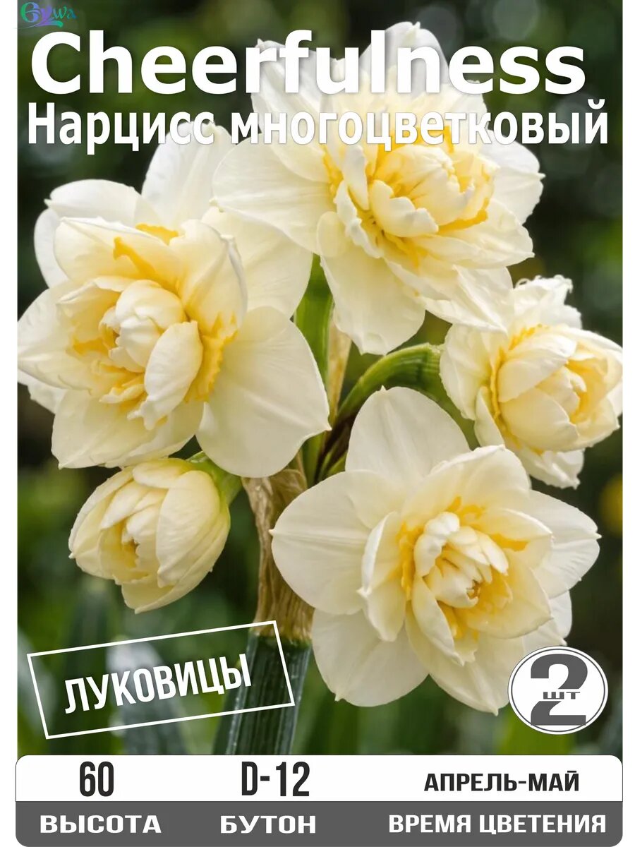 Нарцисс многоцветковый Чирфулнесс луковицы многолетние 2 шт